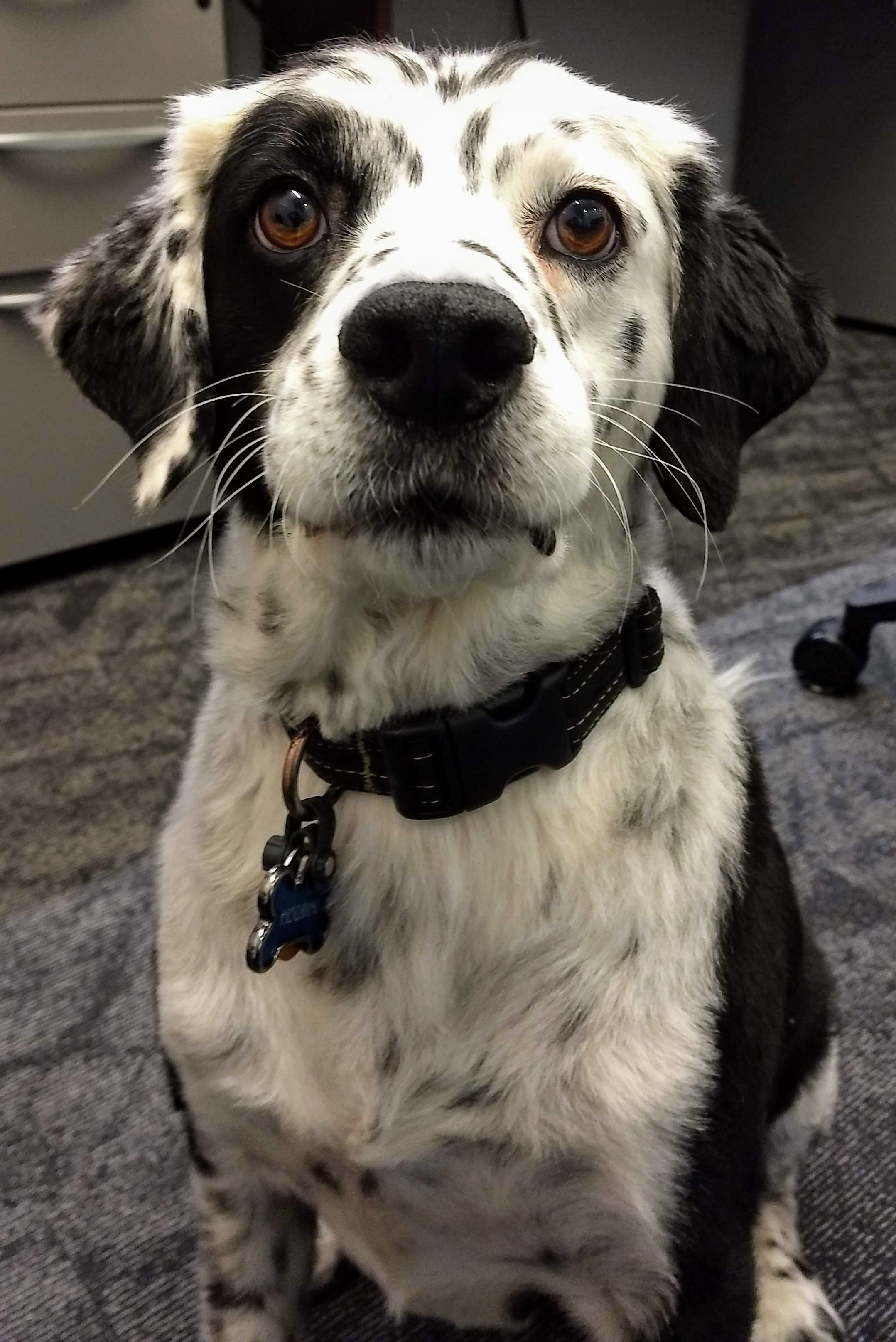 Latest Posts & Archives – Houdini the Wonder Dog